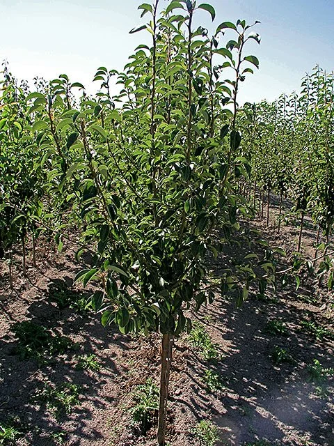 Dwarf 4-in-1 Multi Pear (Ure, Comice, Gold Spice, Flemish Beauty ...