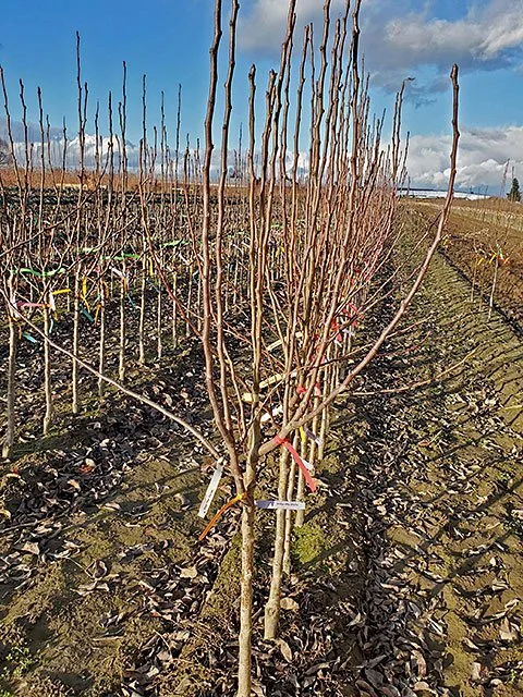 Dwarf 4-in-1 Multi Pear (Ure, Comice, Gold Spice, Flemish Beauty ...