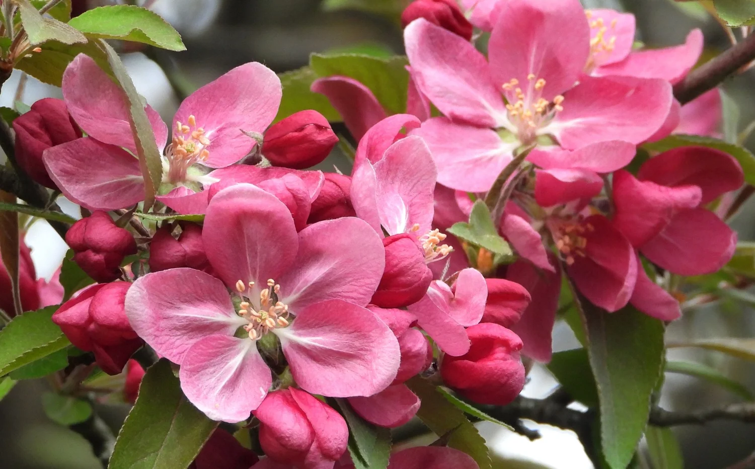 Evereste - Crabapple — The Barefoot Garden Center