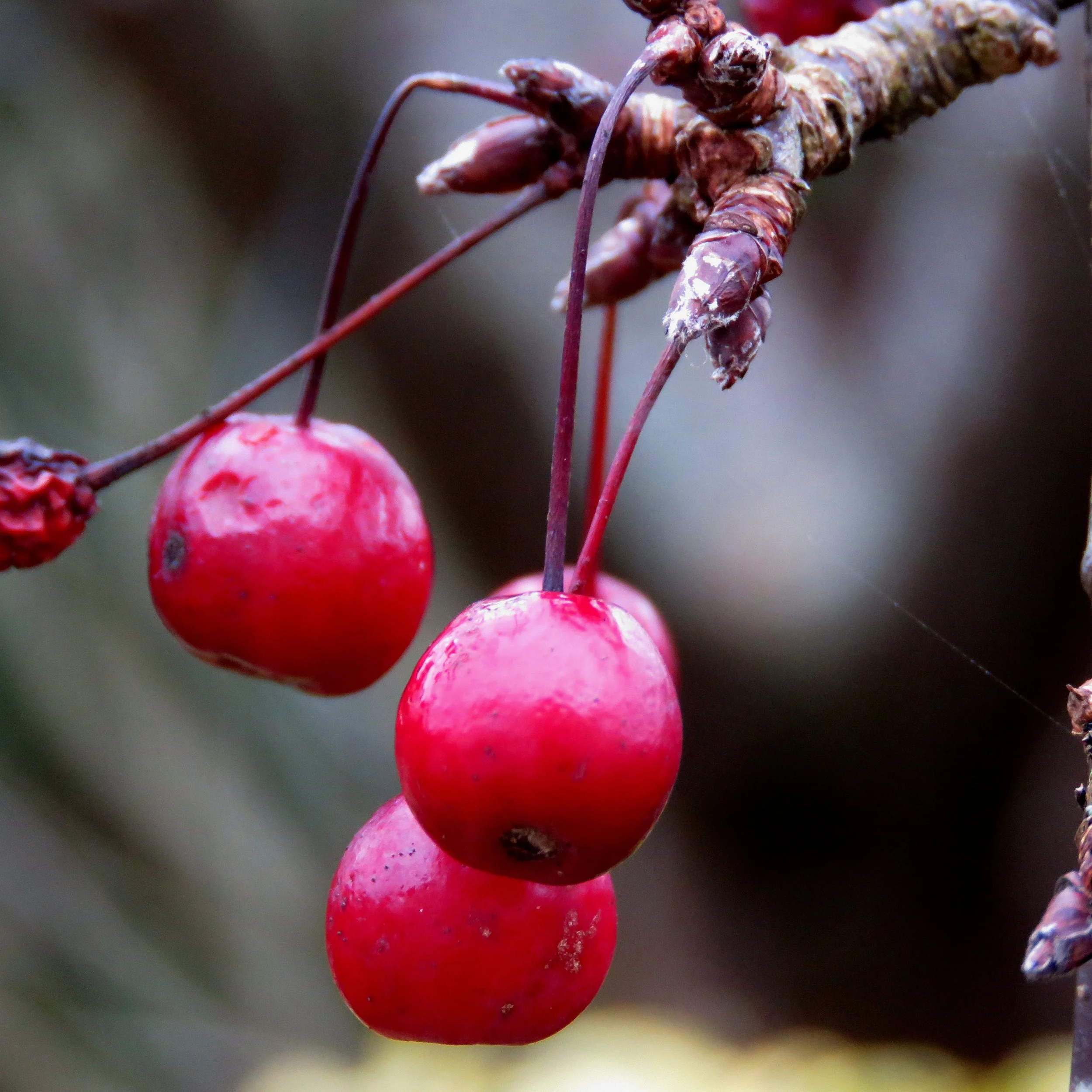 Evereste - Crabapple — The Barefoot Garden Center
