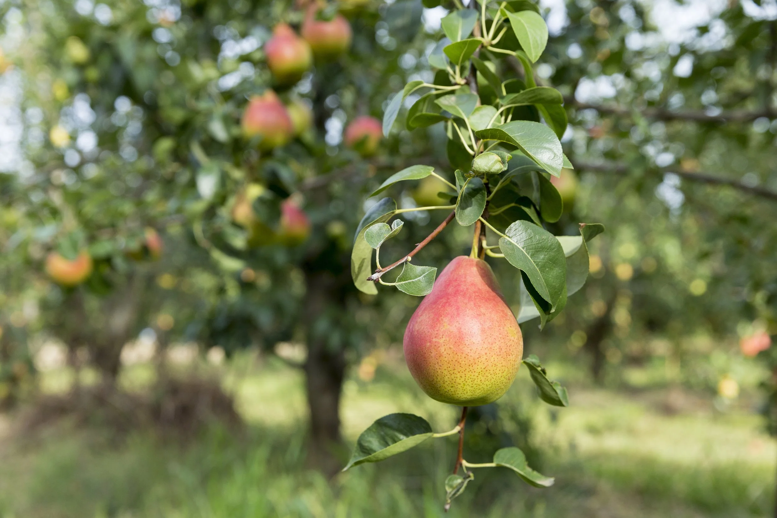 Dwarf 4-in-1 Multi Pear (Ure, Comice, Gold Spice, Flemish Beauty ...