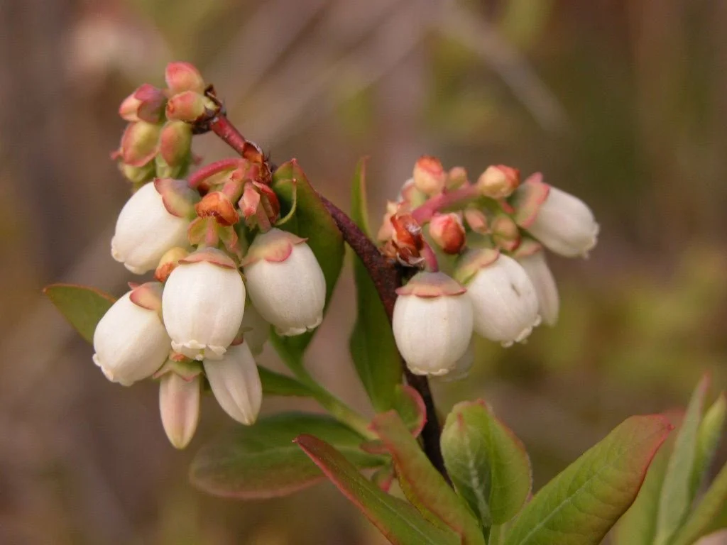 Northland - Blueberry (half-high) — The Barefoot Garden Center