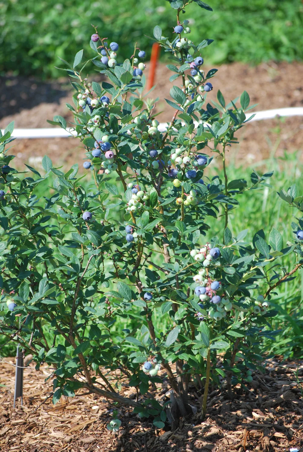 Jersey - Blueberry (Highbush) — The Barefoot Garden Center