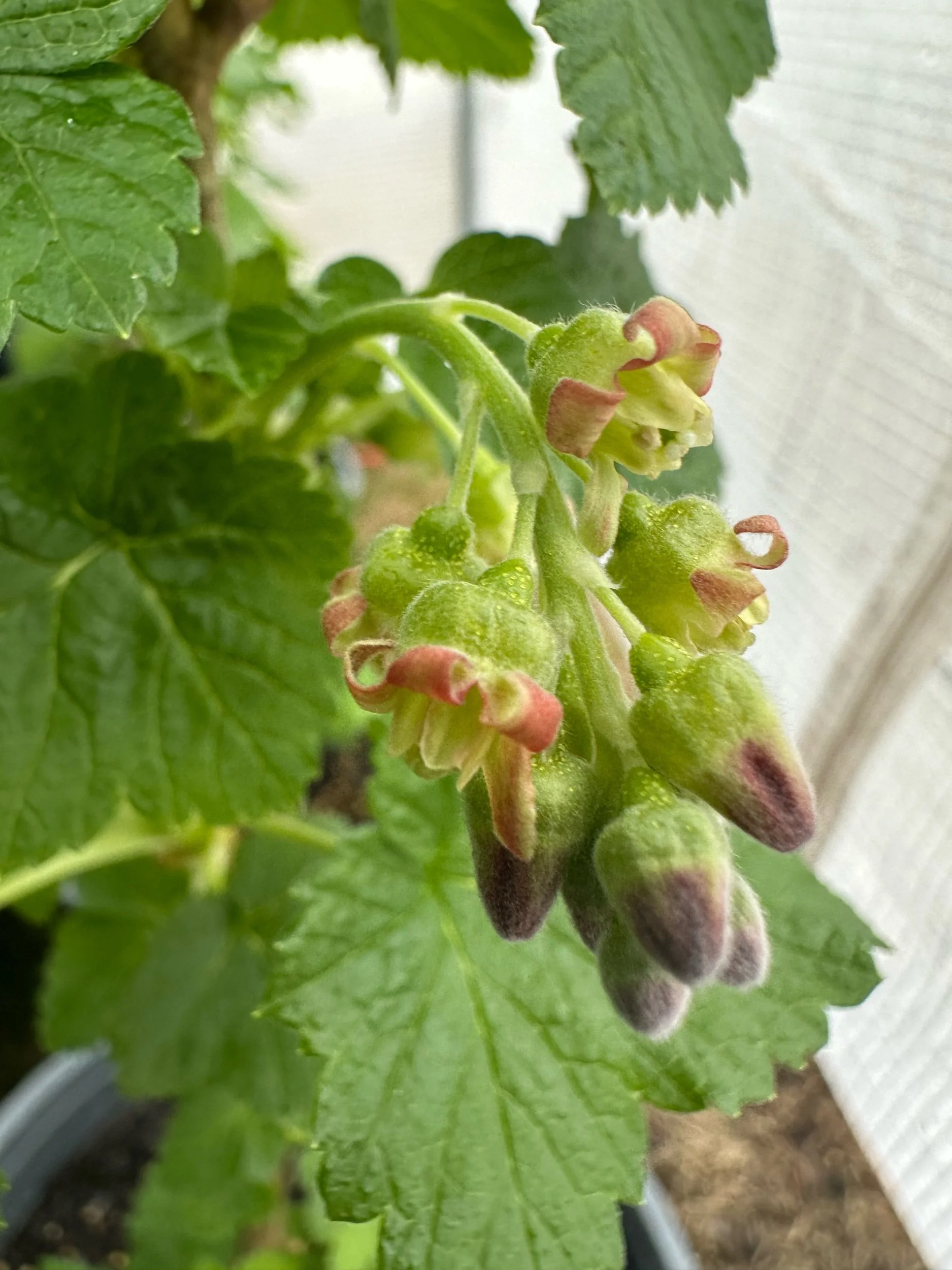 Pink Champagne - Pink Currant — The Barefoot Garden Center