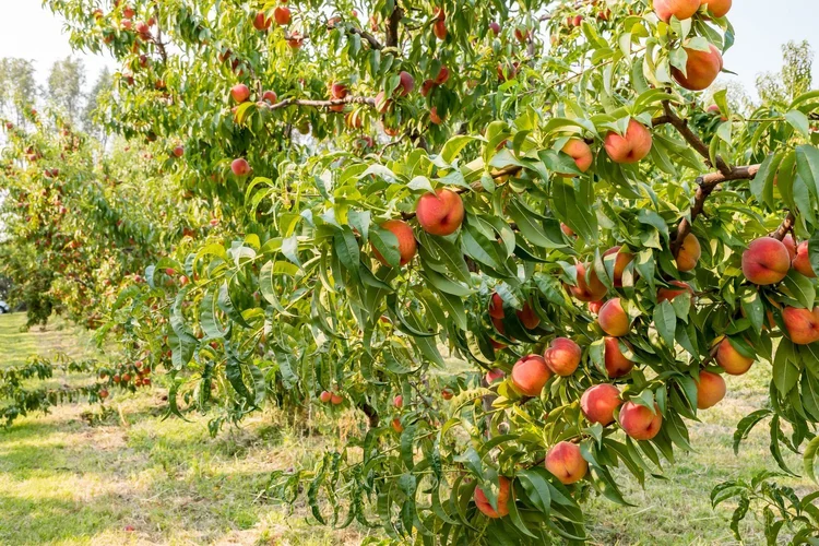 Dwarf Reliance Peach Tree The Barefoot Garden Center