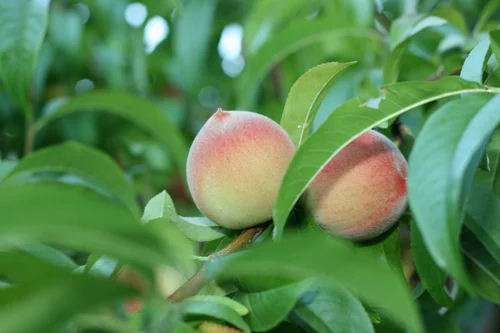 Dwarf Reliance - Peach Tree — The Barefoot Garden Center