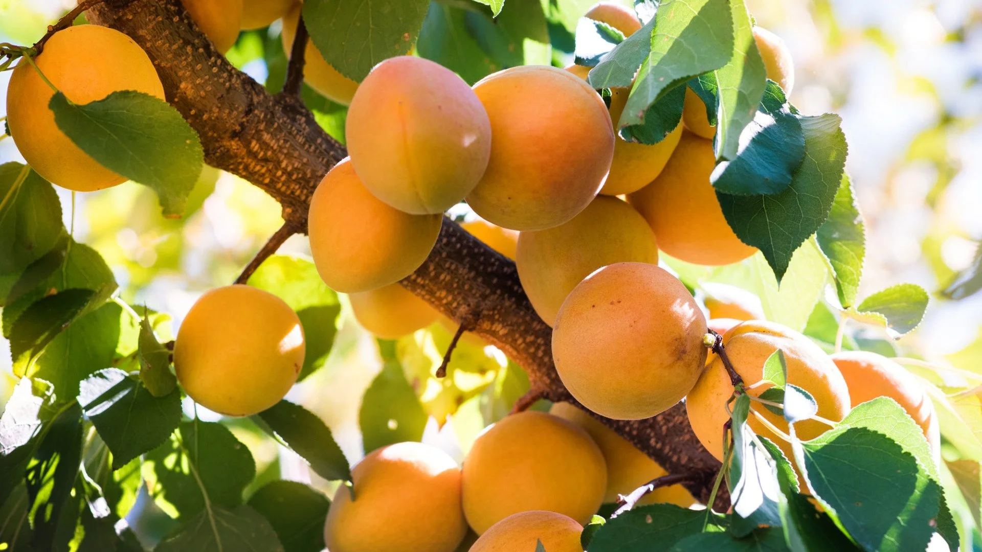 Scout - Apricot Tree — The Barefoot Garden Center