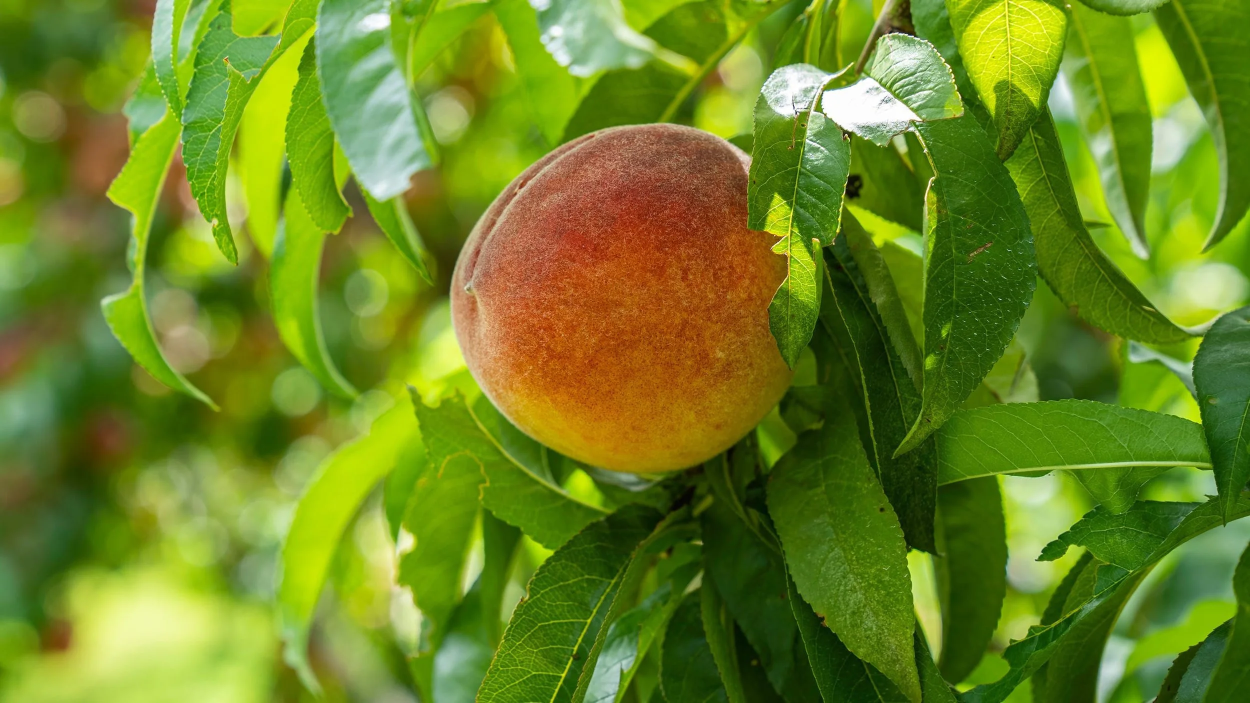 Dwarf Reliance - Peach Tree — The Barefoot Garden Center