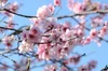 Dwarf Reliance - Peach Tree — The Barefoot Garden Center