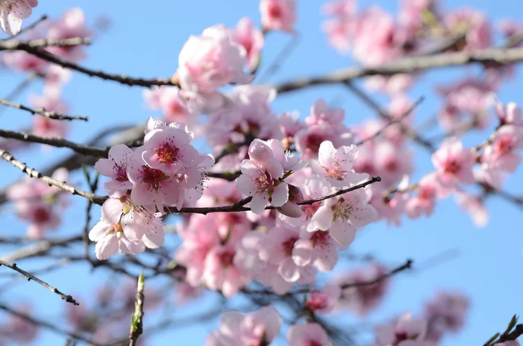 Dwarf Reliance - Peach Tree — The Barefoot Garden Center