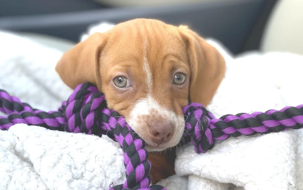 Loyal K9 Rescue
