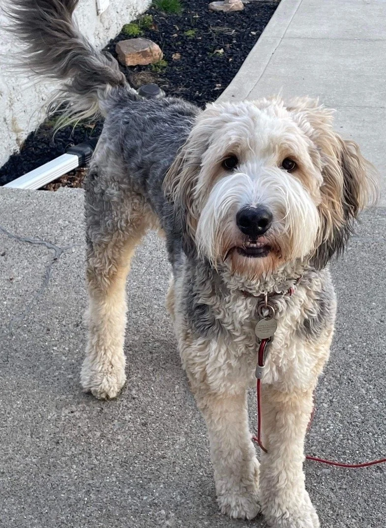 Available Pets — Loyal K9 Rescue