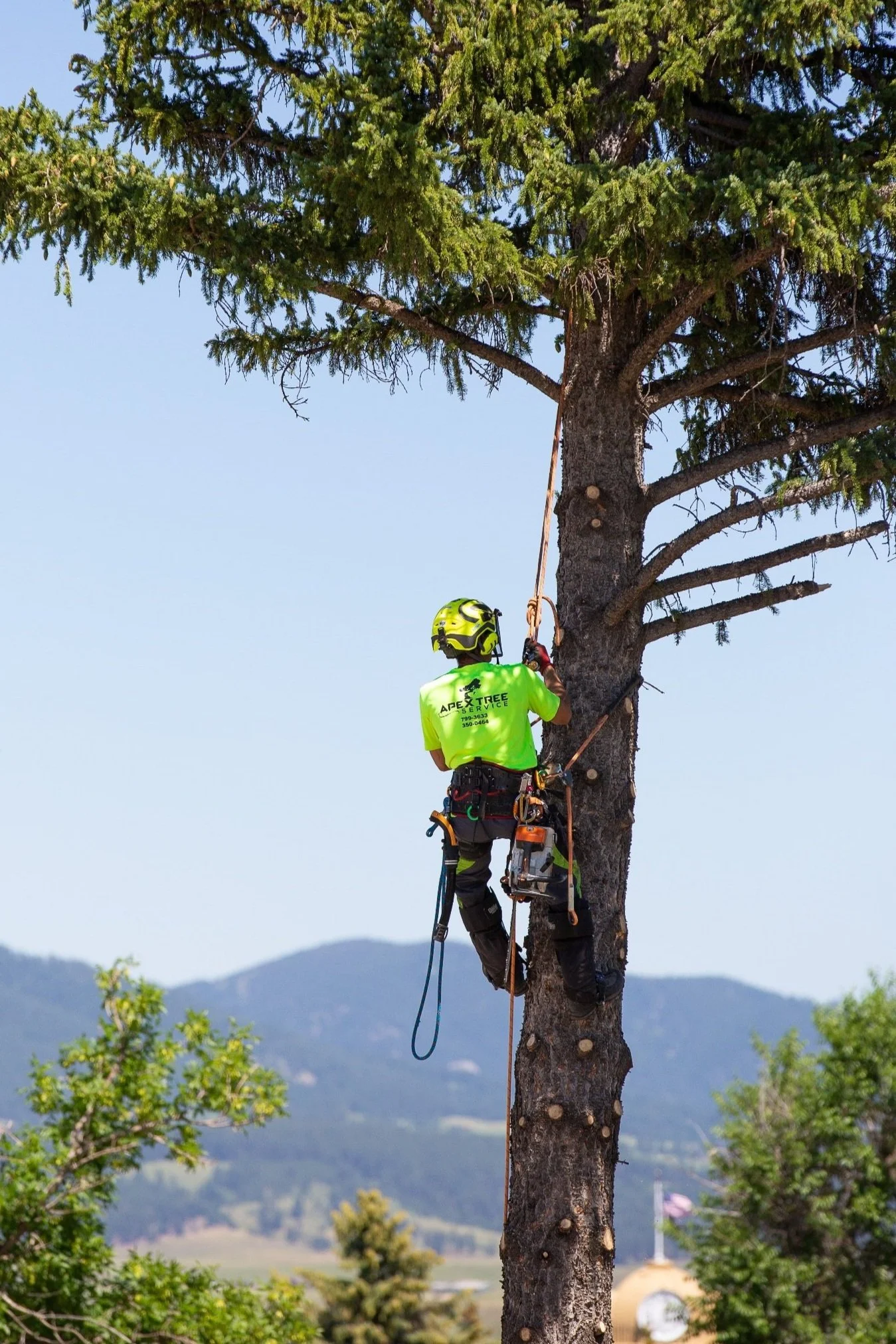 Apex Tree Service | Great Falls, MT Tree Removal Experts