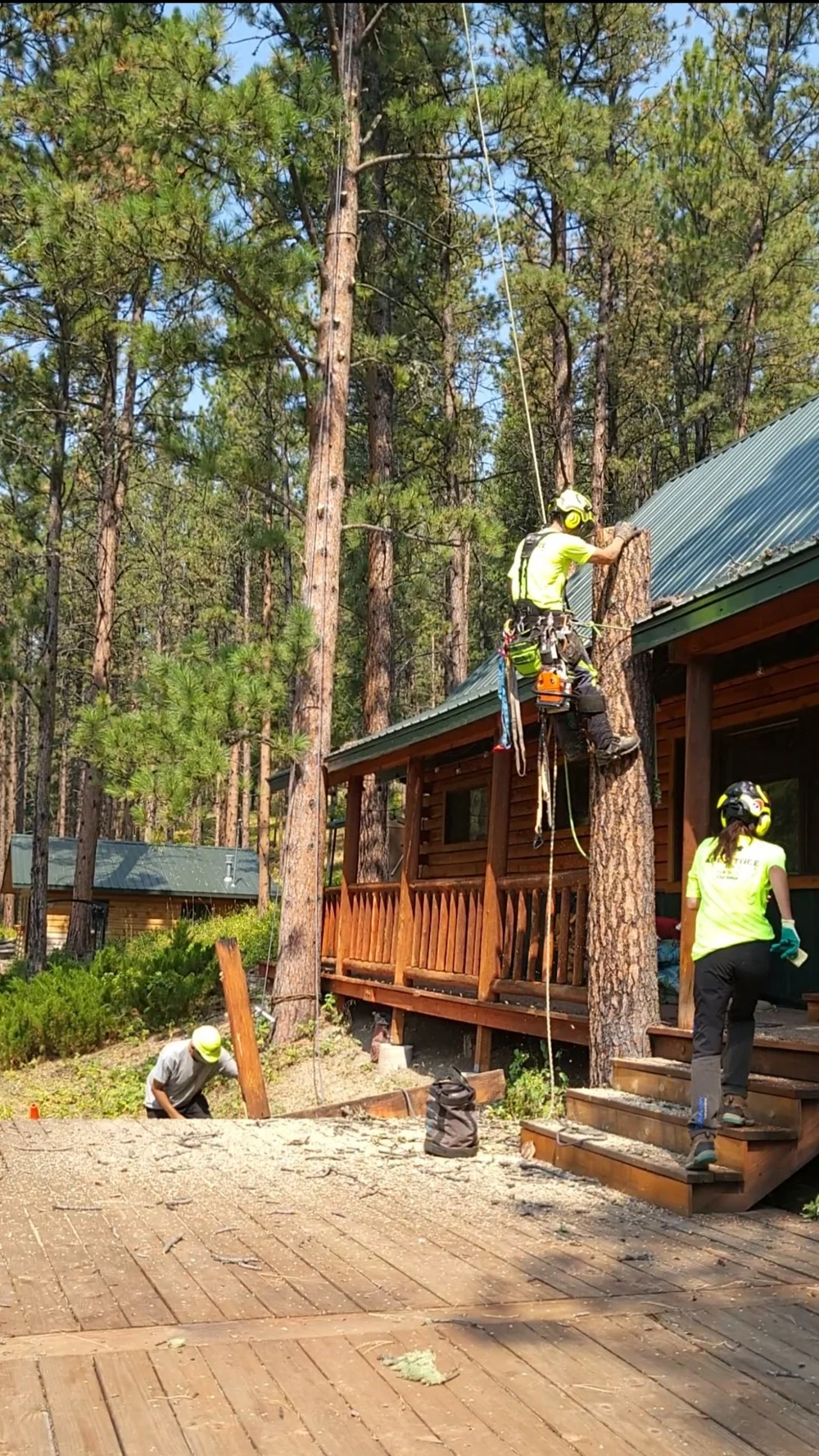 Apex Tree Service-Contact | Great Falls, MT