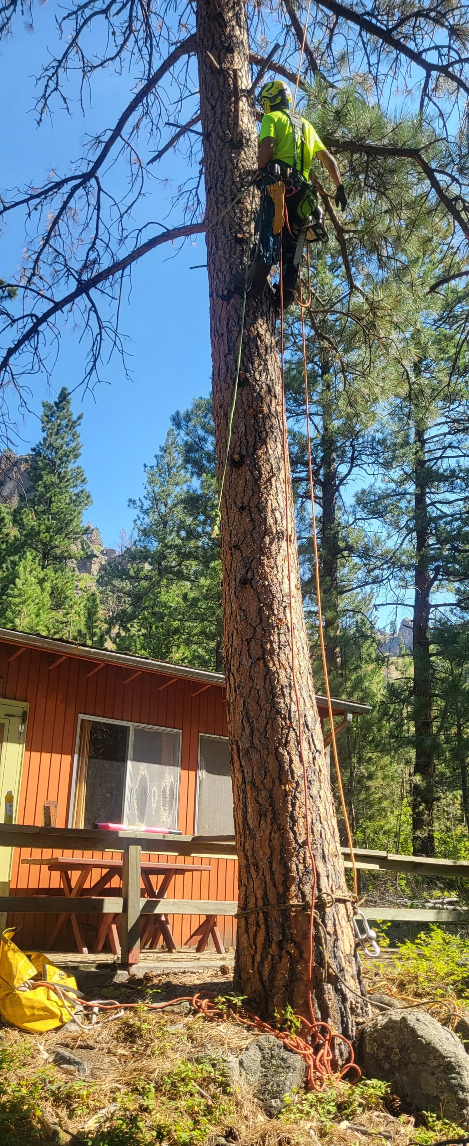 Apex Tree Service | Great Falls, MT Tree Removal Experts