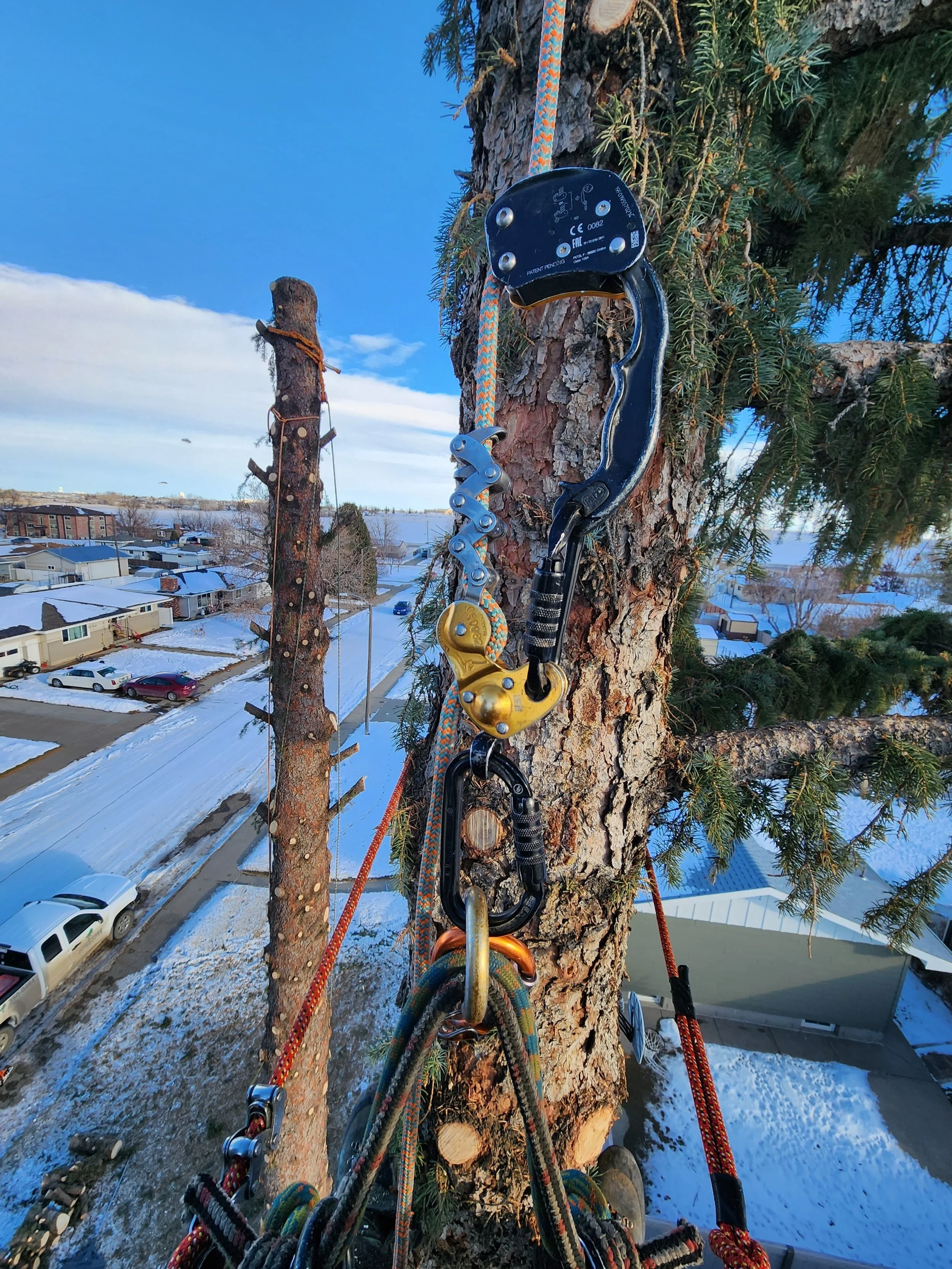 Apex Tree Service | Great Falls, MT Tree Removal Experts