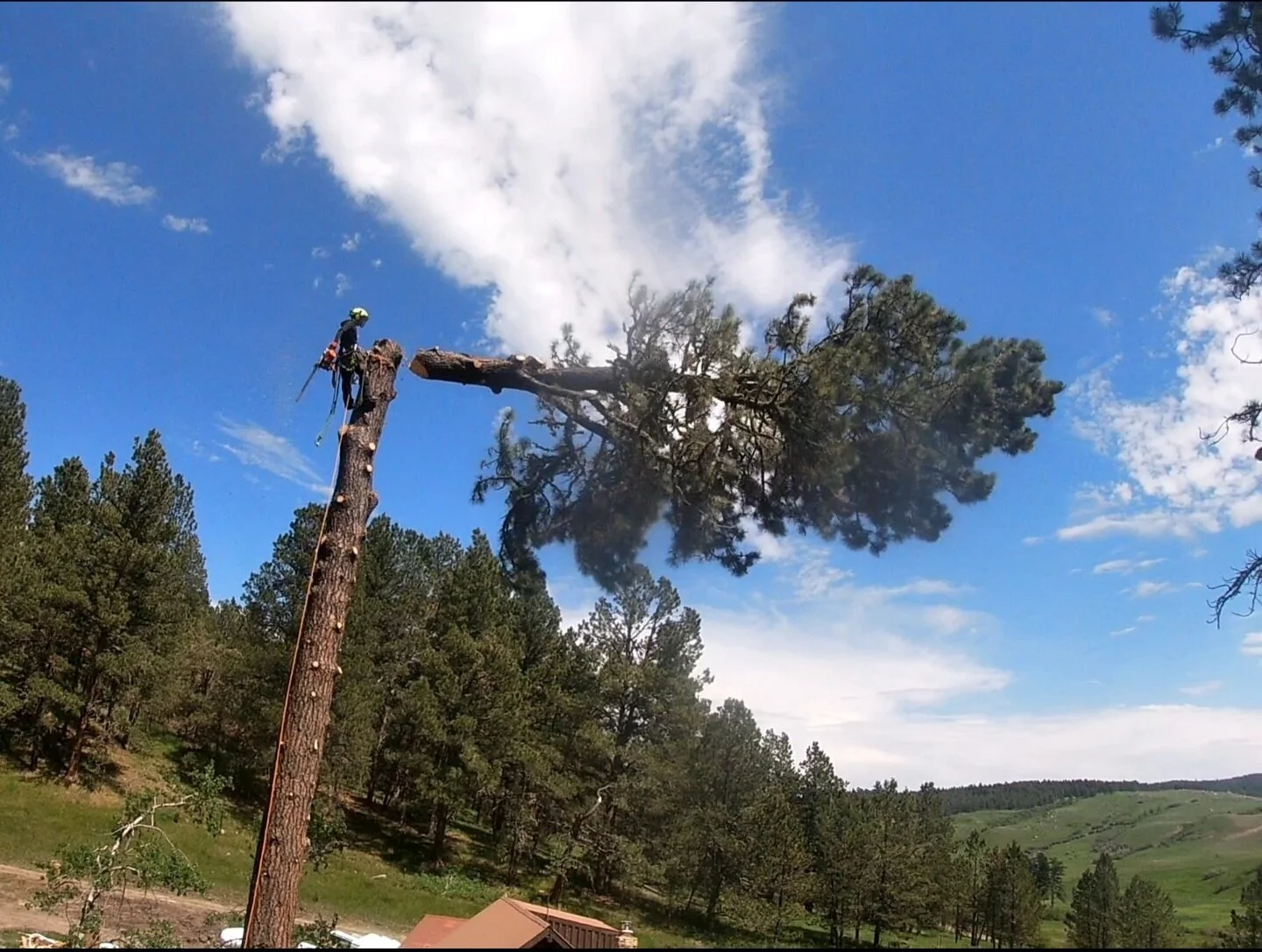 Apex Tree Service | Great Falls, MT Tree Removal Experts