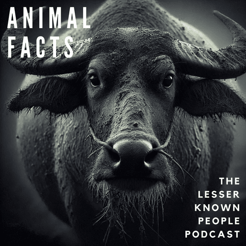 Animal Facts — Lesser Known People Podcast