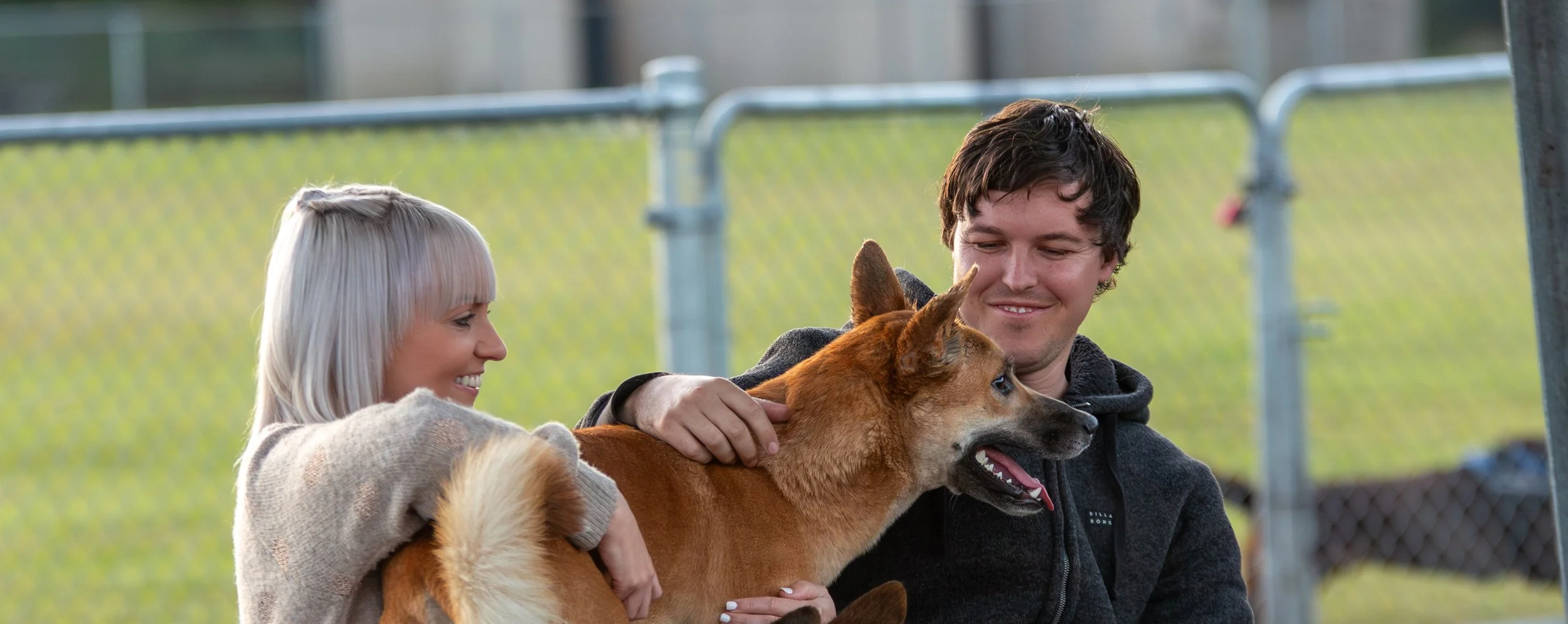 Dingo Encounters — Hello Dingo