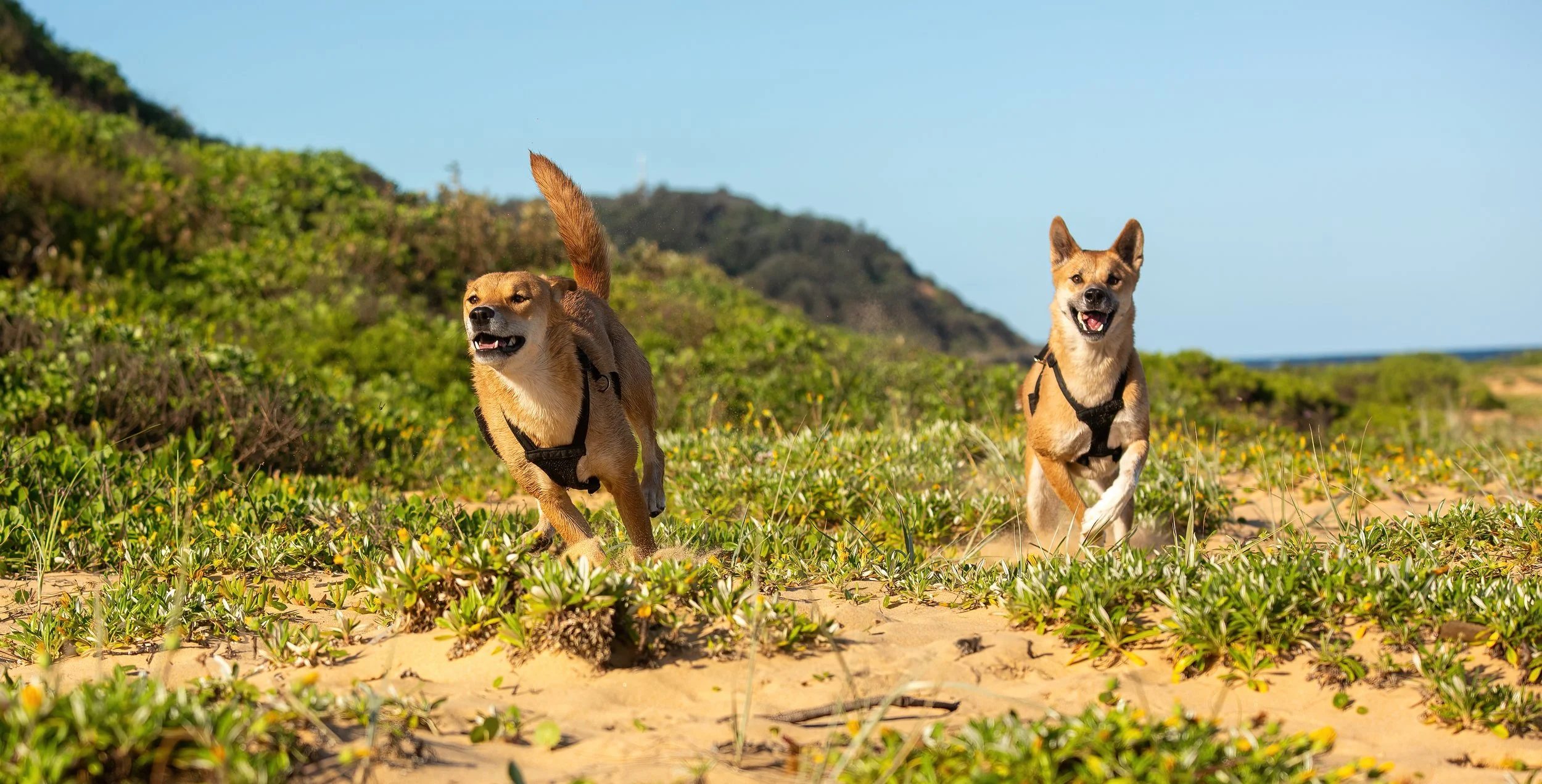 Dingo Encounters — Hello Dingo