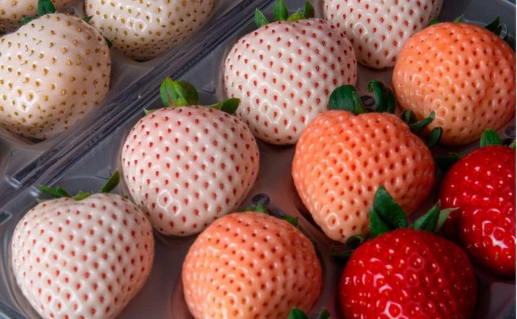 AWAYUKI Gin — ICONIC SPIRITS