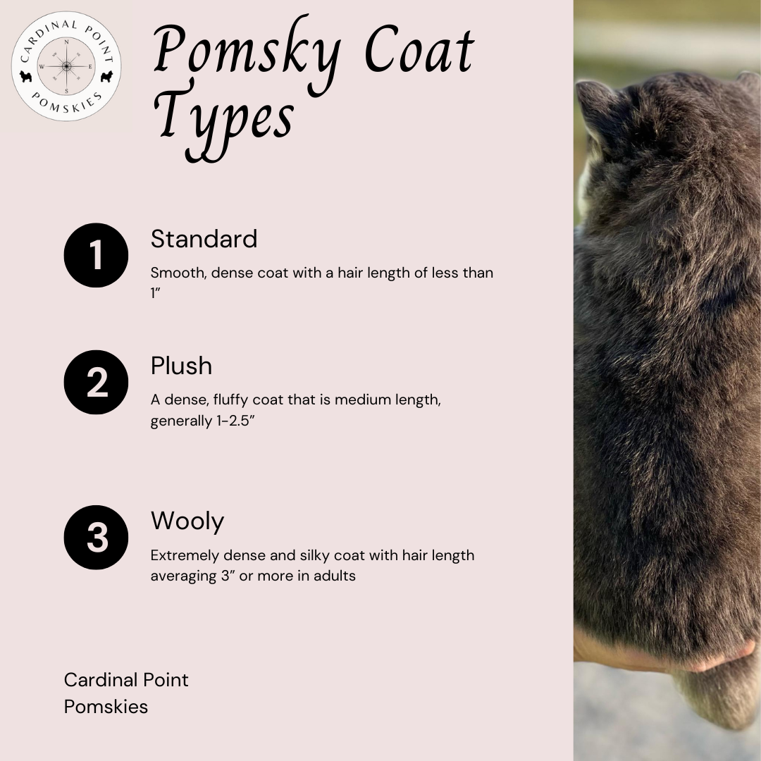 Pomsky FAQ's — Cardinal Point Pomskies