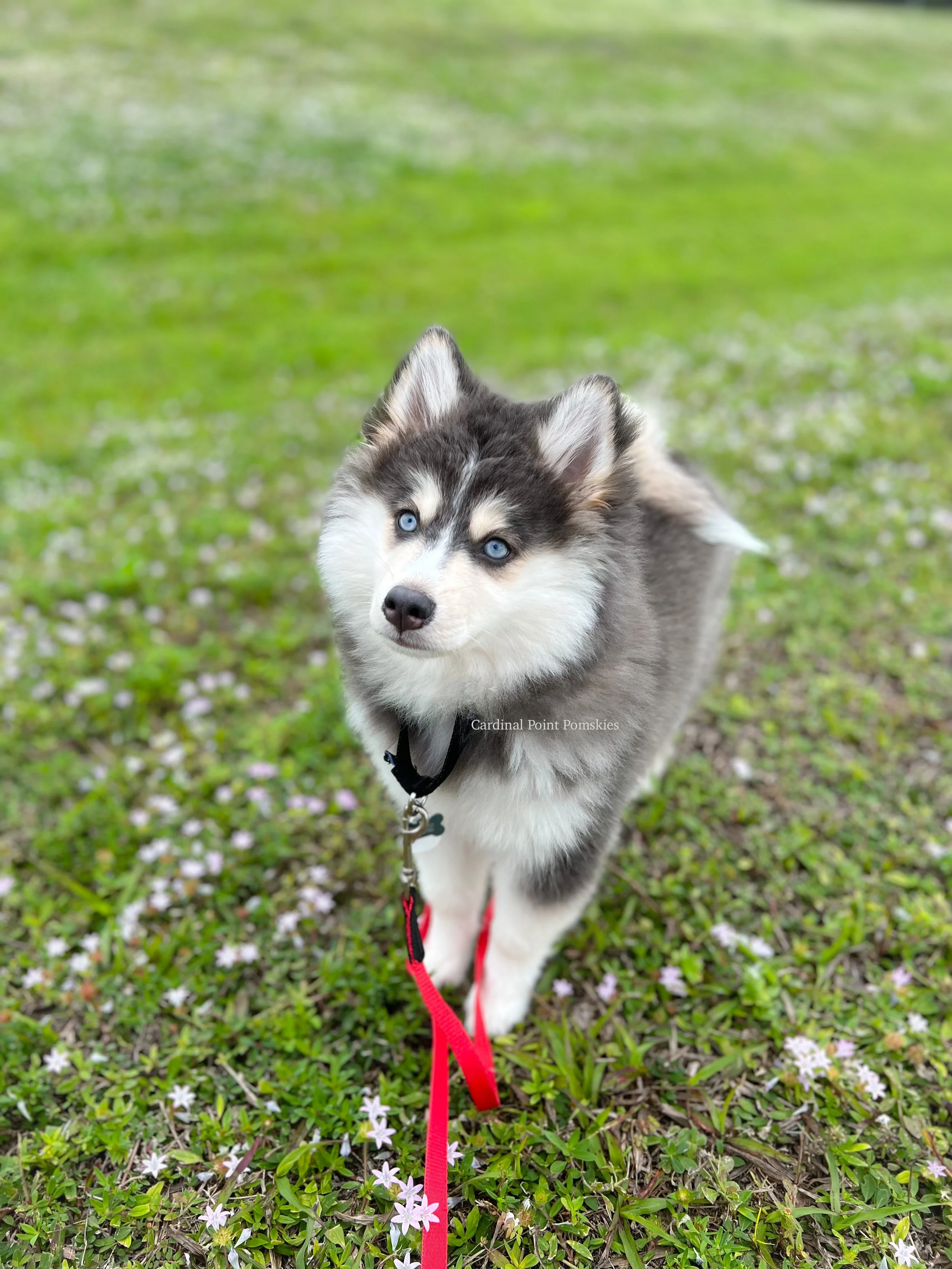 Available Puppies — Cardinal Point Pomskies