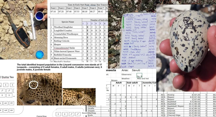 Wildlife Monitoring — Nic Proust Safaris