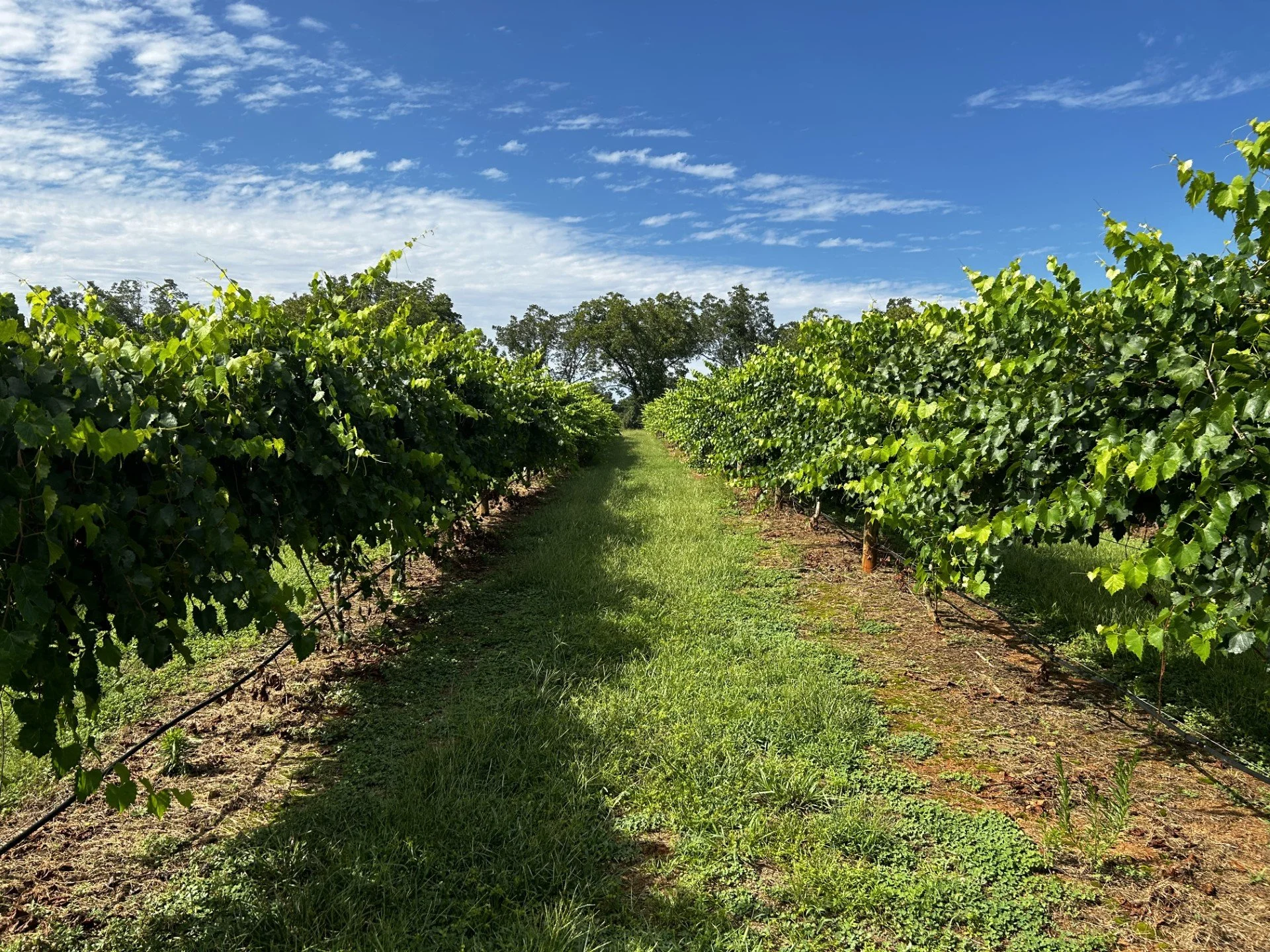 Conference Registration — American Society for Enology and Viticulture