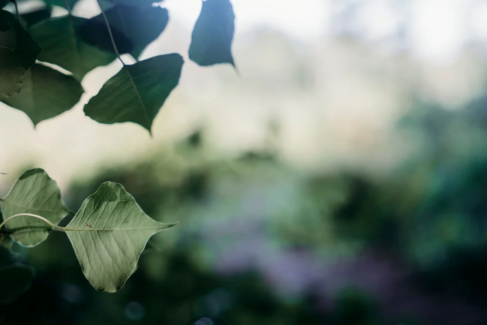 Max Komes | Holistic Mental Health Counseling | Pensacola, Florida