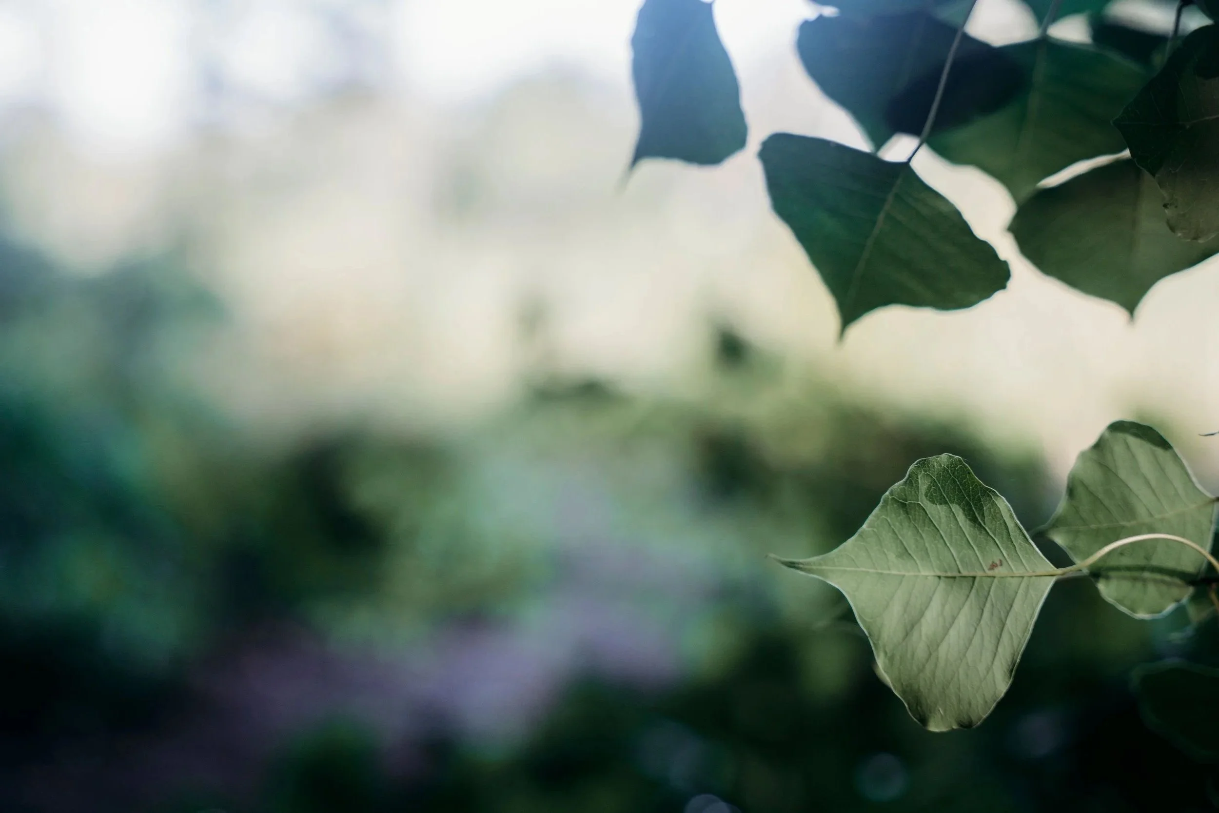 Max Komes | Holistic Mental Health Counseling | Pensacola, Florida