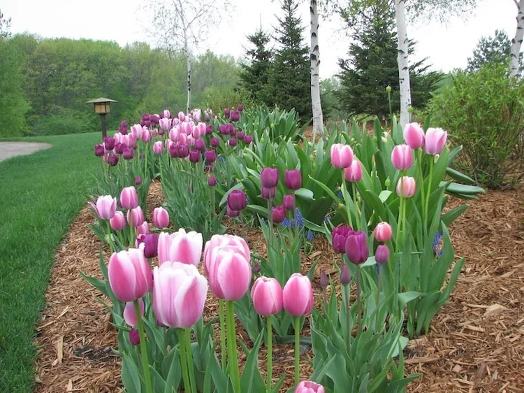 Spring Portfolio — Botanical Blitz