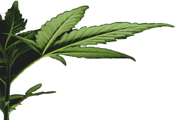 Thrive Craft Cannabis Co. | New Mexico's Best Craft Organic Cannabis ...