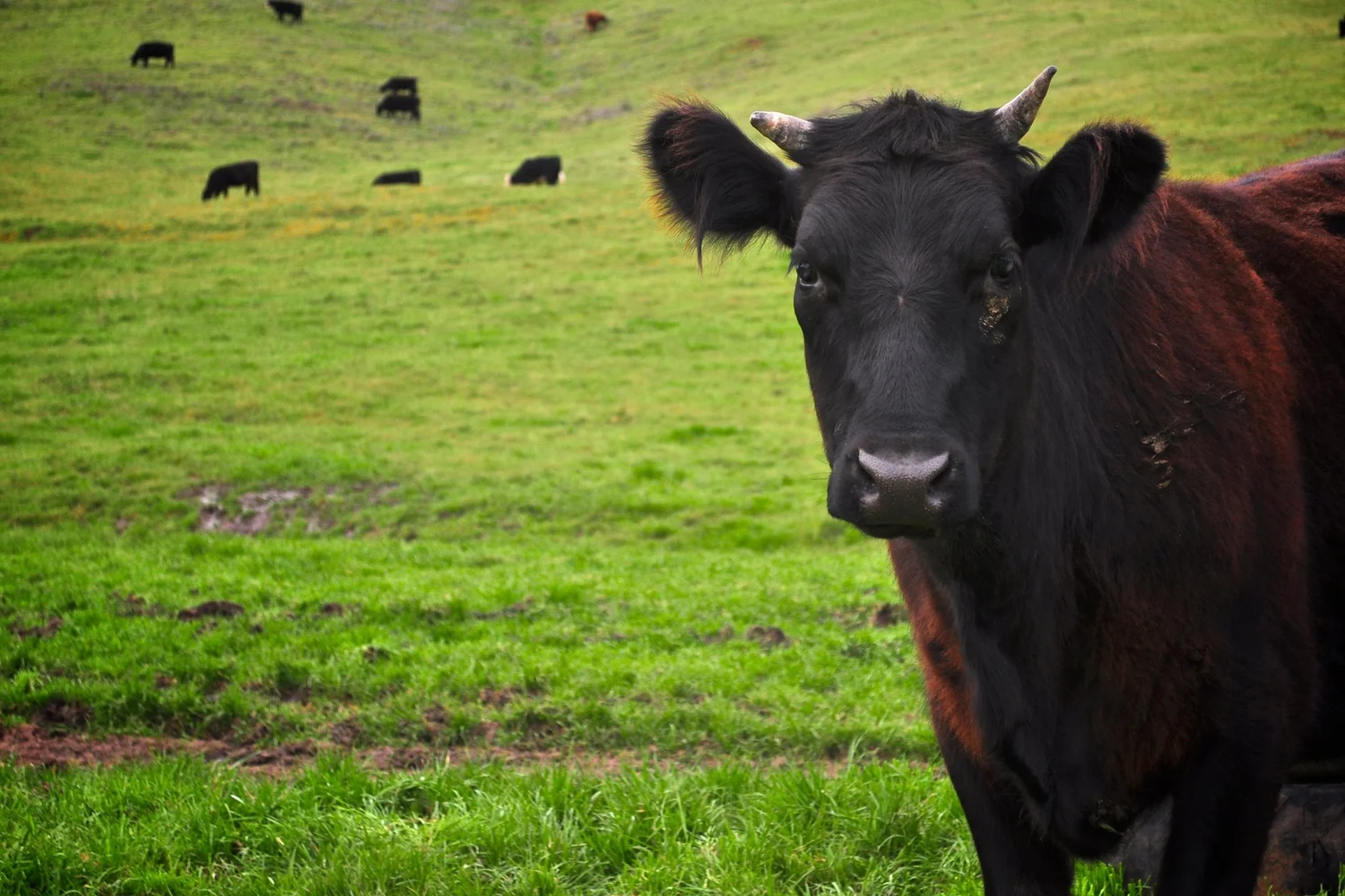 The Farm — Tara Firms Farms