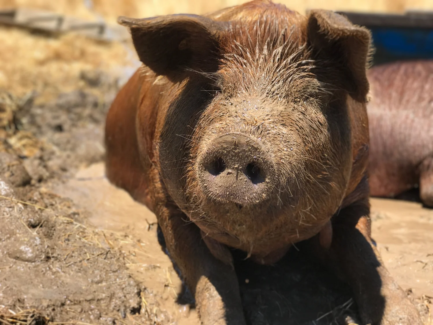 The Farm — Tara Firms Farms