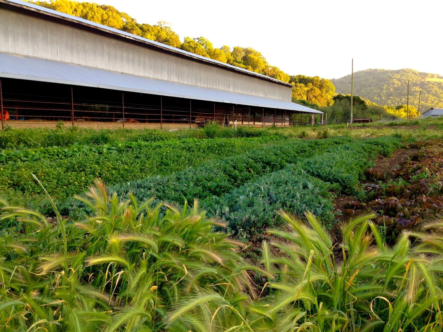 Visit — Tara Firms Farms