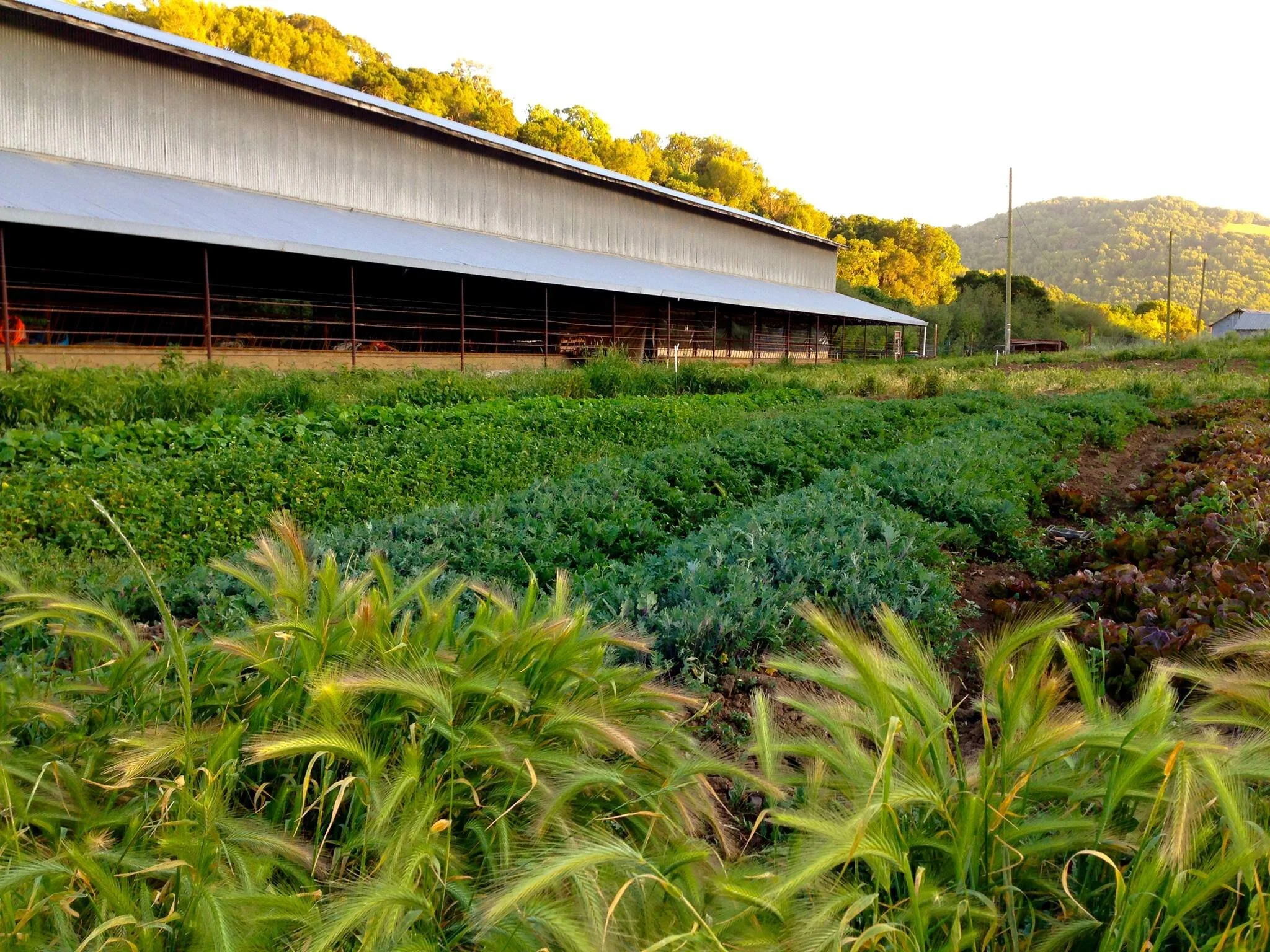 Visit — Tara Firms Farms