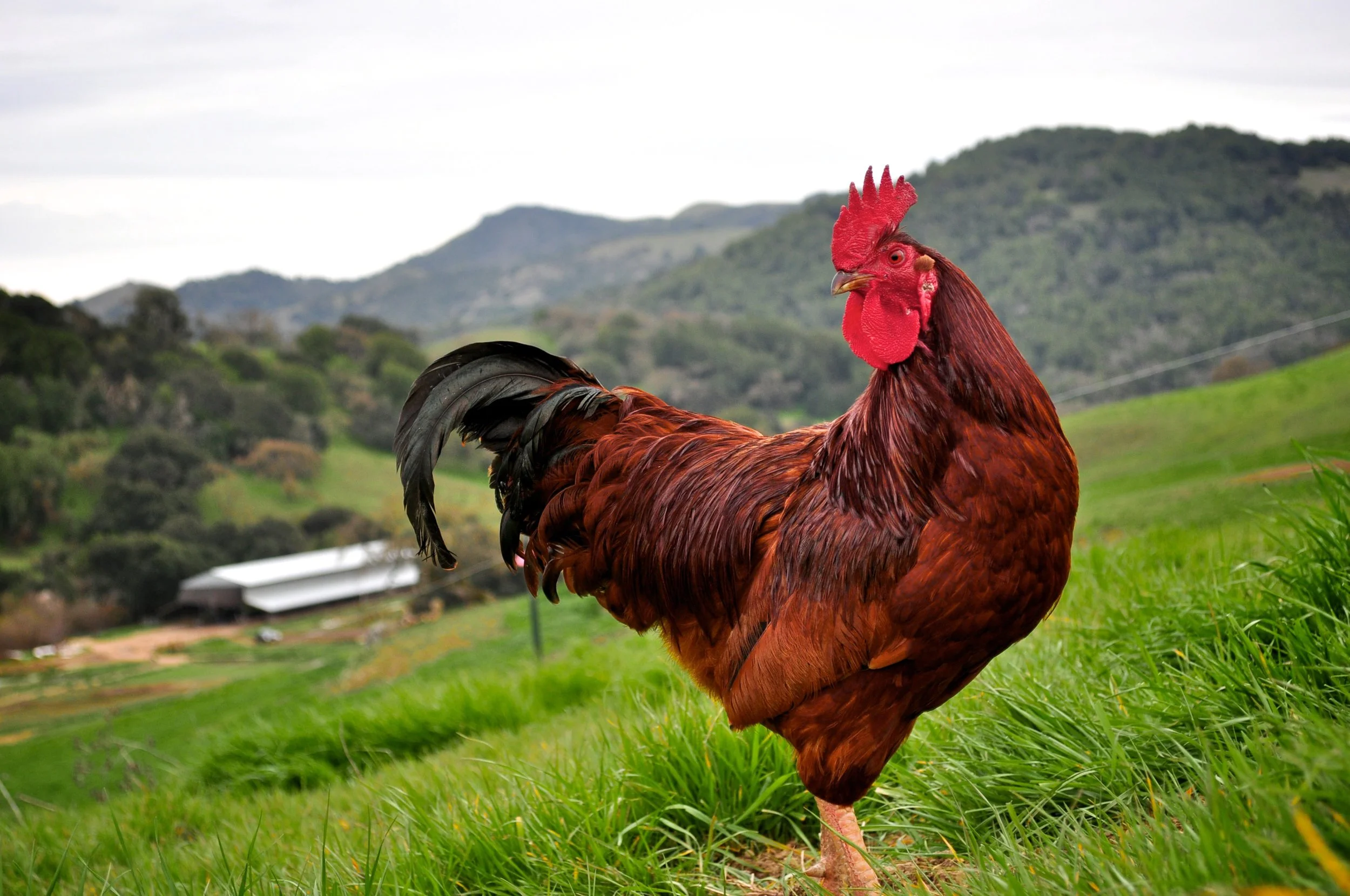 The Farm — Tara Firms Farms