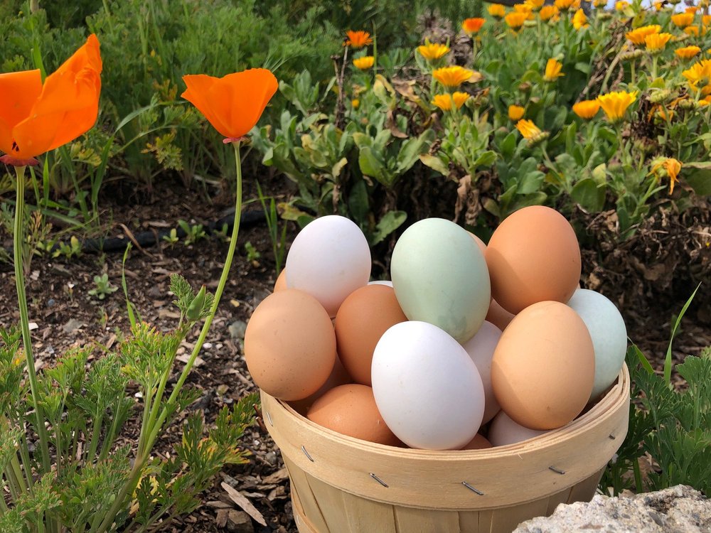 The Farm — Tara Firms Farms