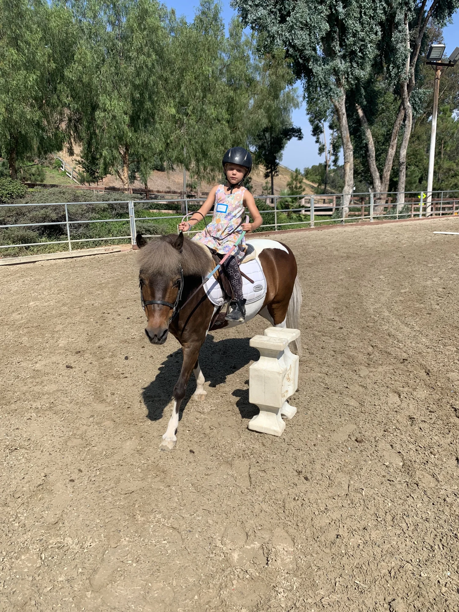 Summer Horse Camp — MH Equine Riding School
