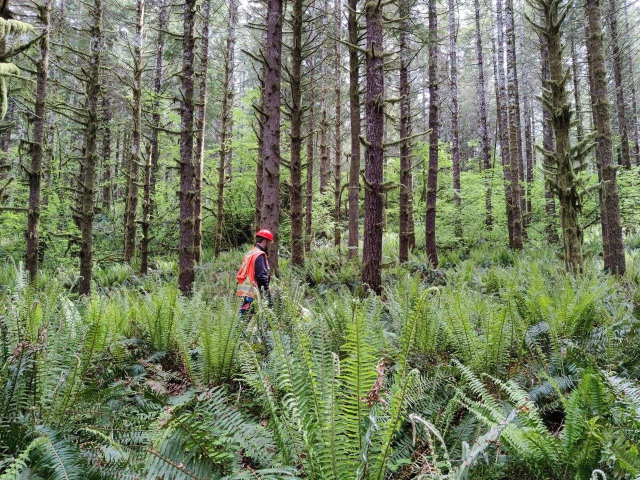 Working Forests Carbon Blueprint