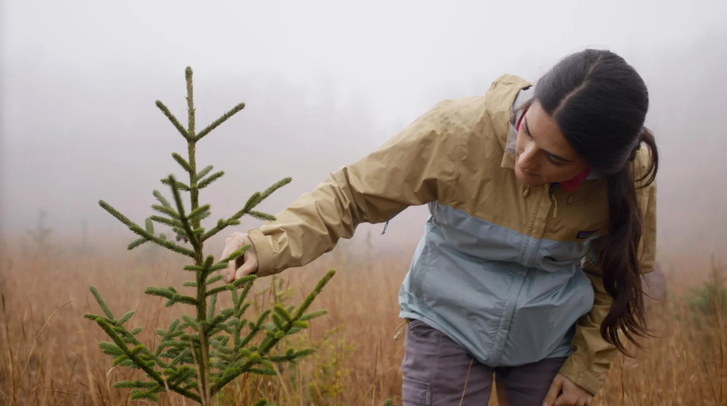 Advancing Reforestation for Climate, Biodiversity, Equity and ...