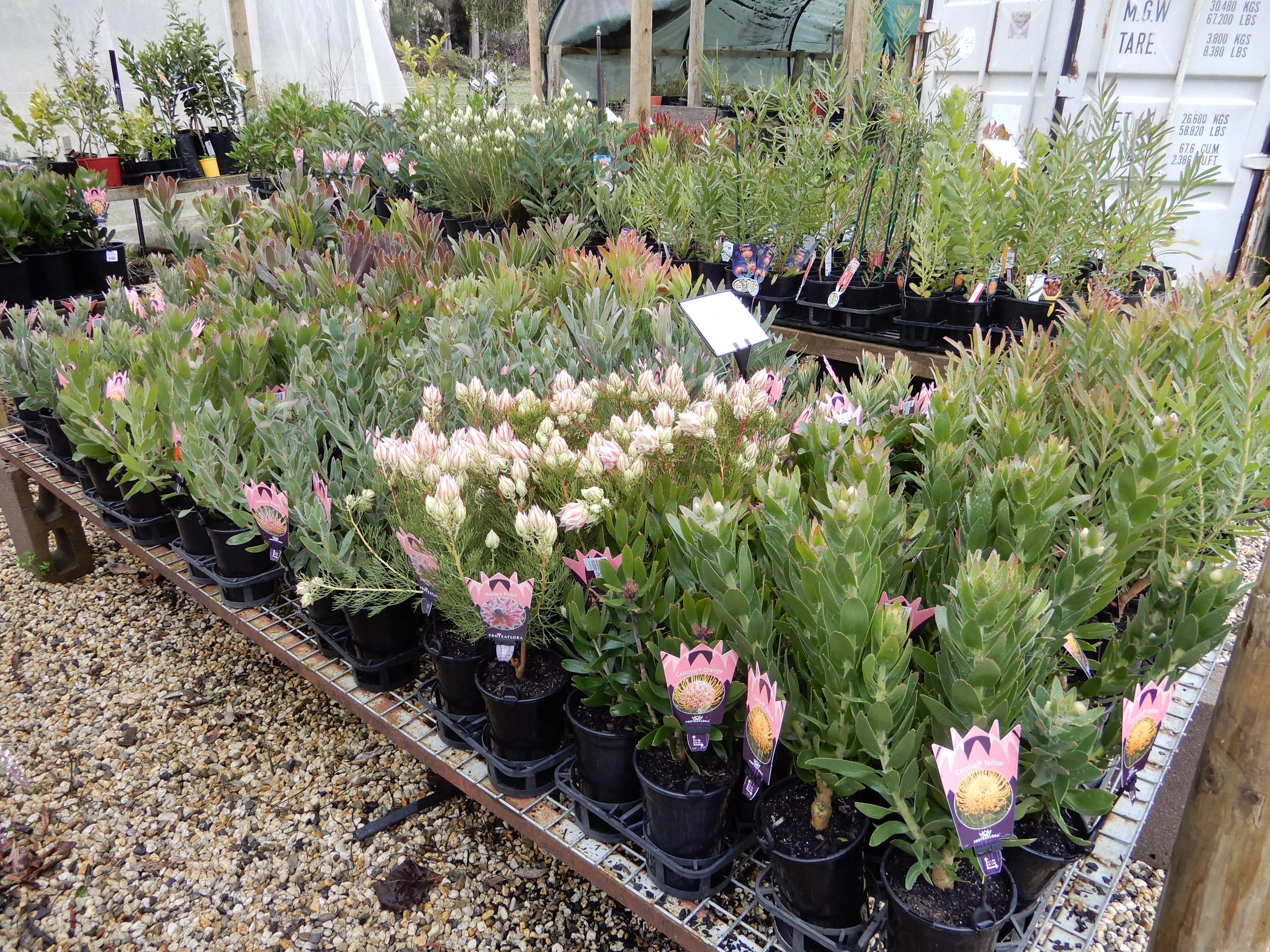 Buffalo River Nursery