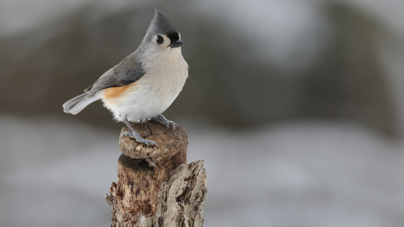 Programs — Appalachian Audubon Society