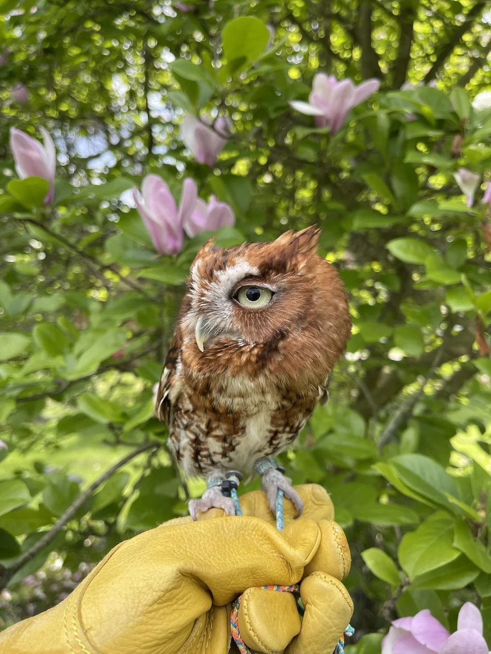 Programs — Appalachian Audubon Society