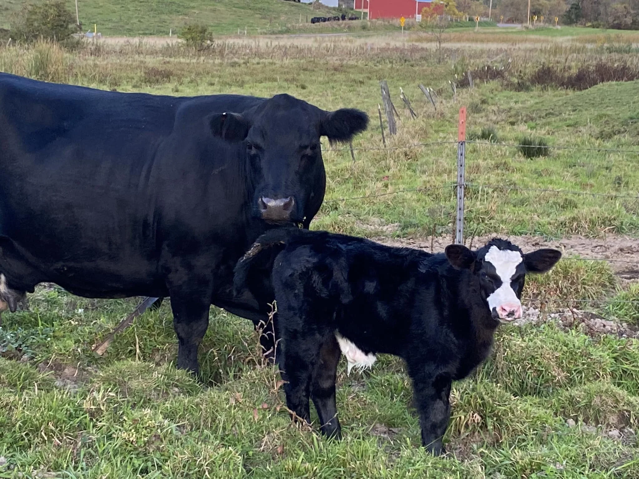 Silver Star Farm | 5 Star Black Angus Beef | Sustainably Raised | Elroy, WI
