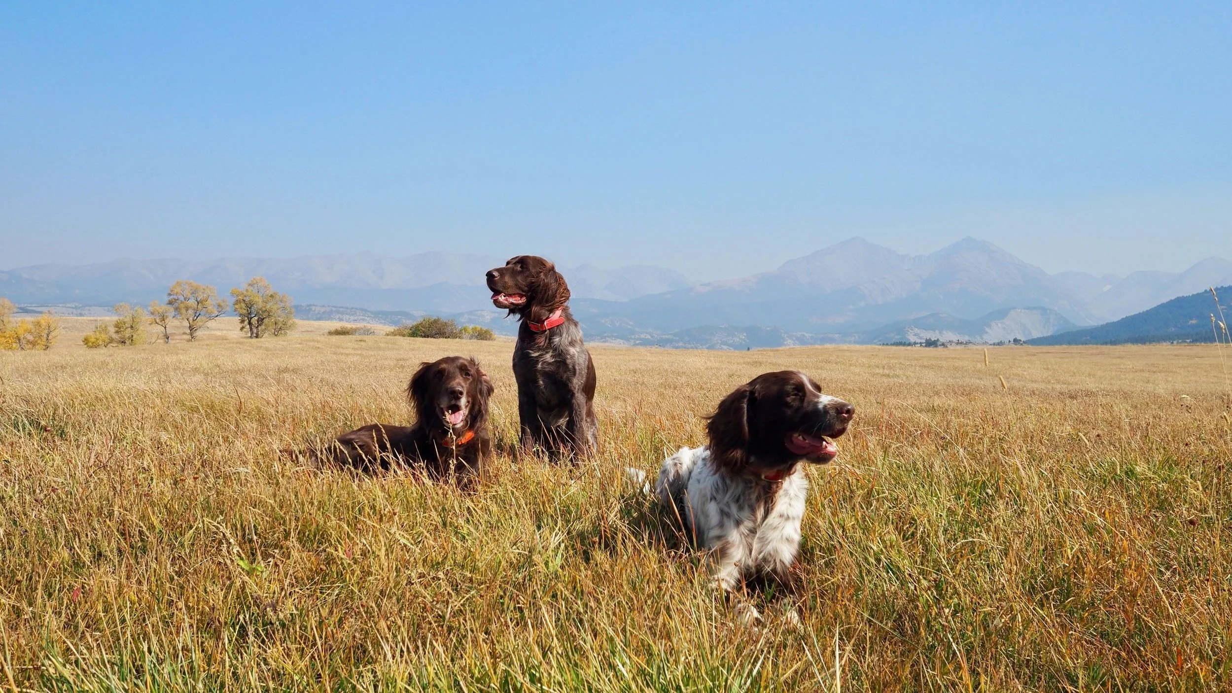 Breed Standard and Colors — Deutsch Langhaar | Nordamerika