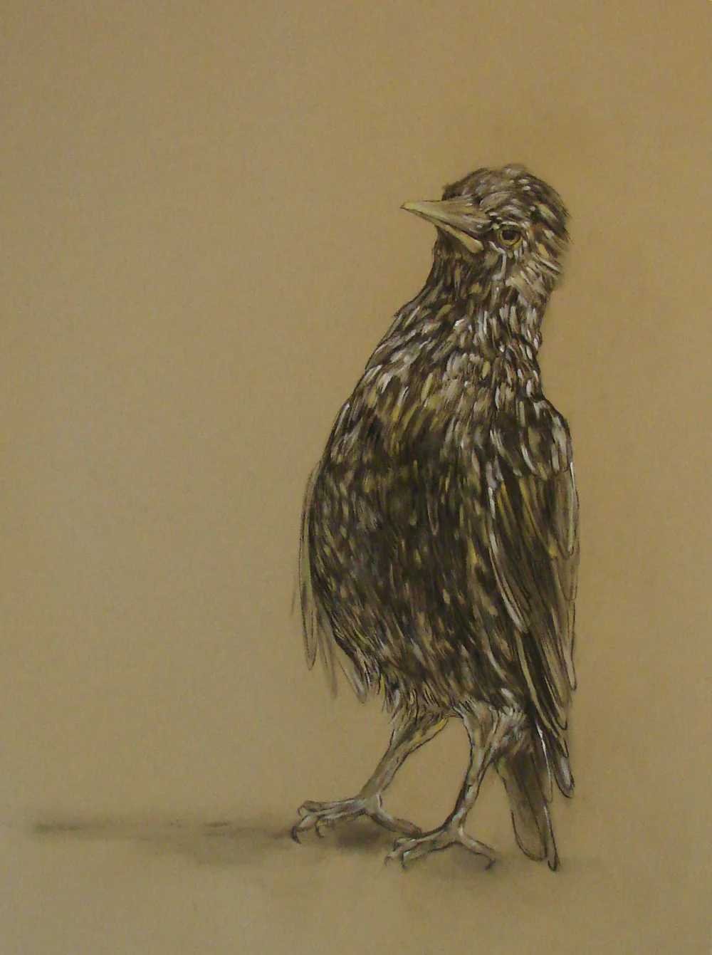 On Paper — Amy Switzer, Visual Artist