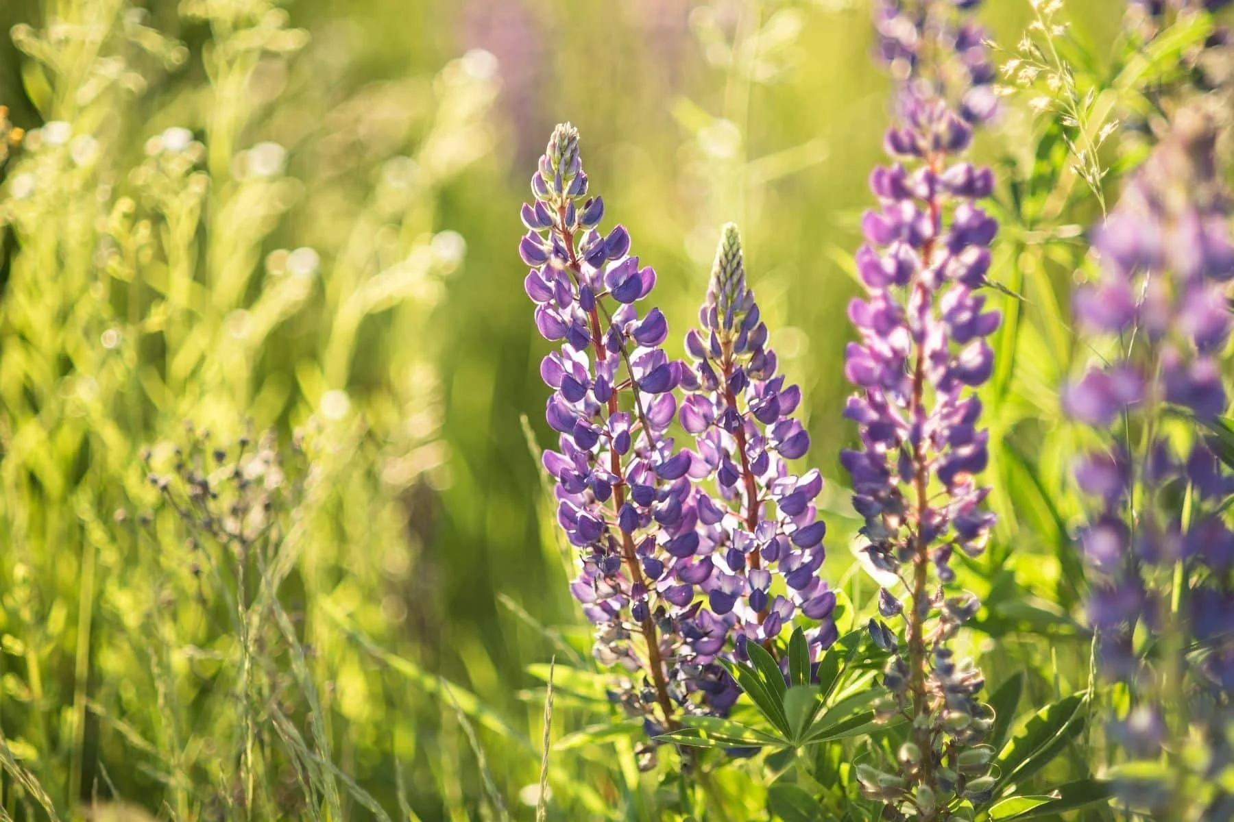 Native Plants of the PNW — Blacklotus Landscaping