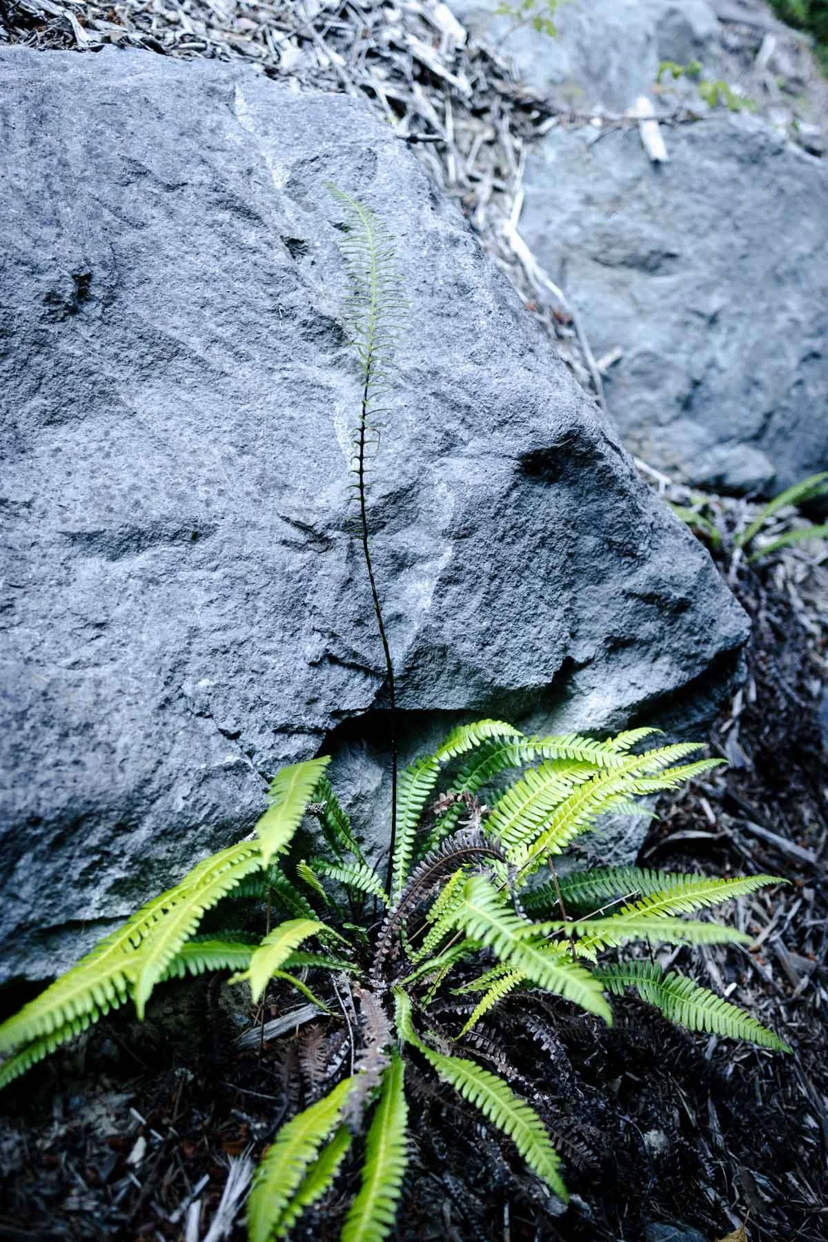 About Deer Fern (Blechnum spicant) — Blacklotus Landscaping